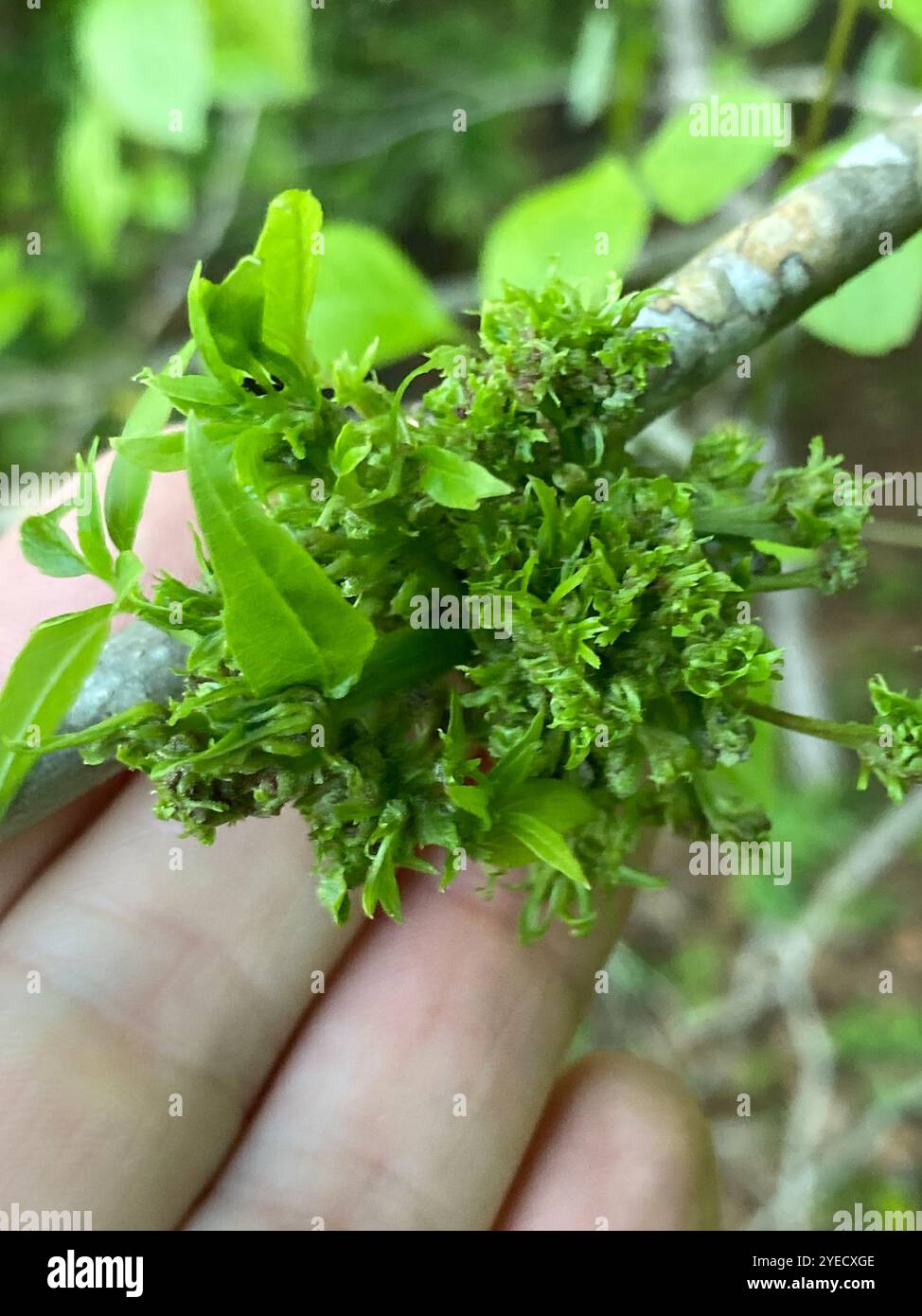 Ash Flower Gall Mite (Aceria fraxiniflora Stock Photo - Alamy