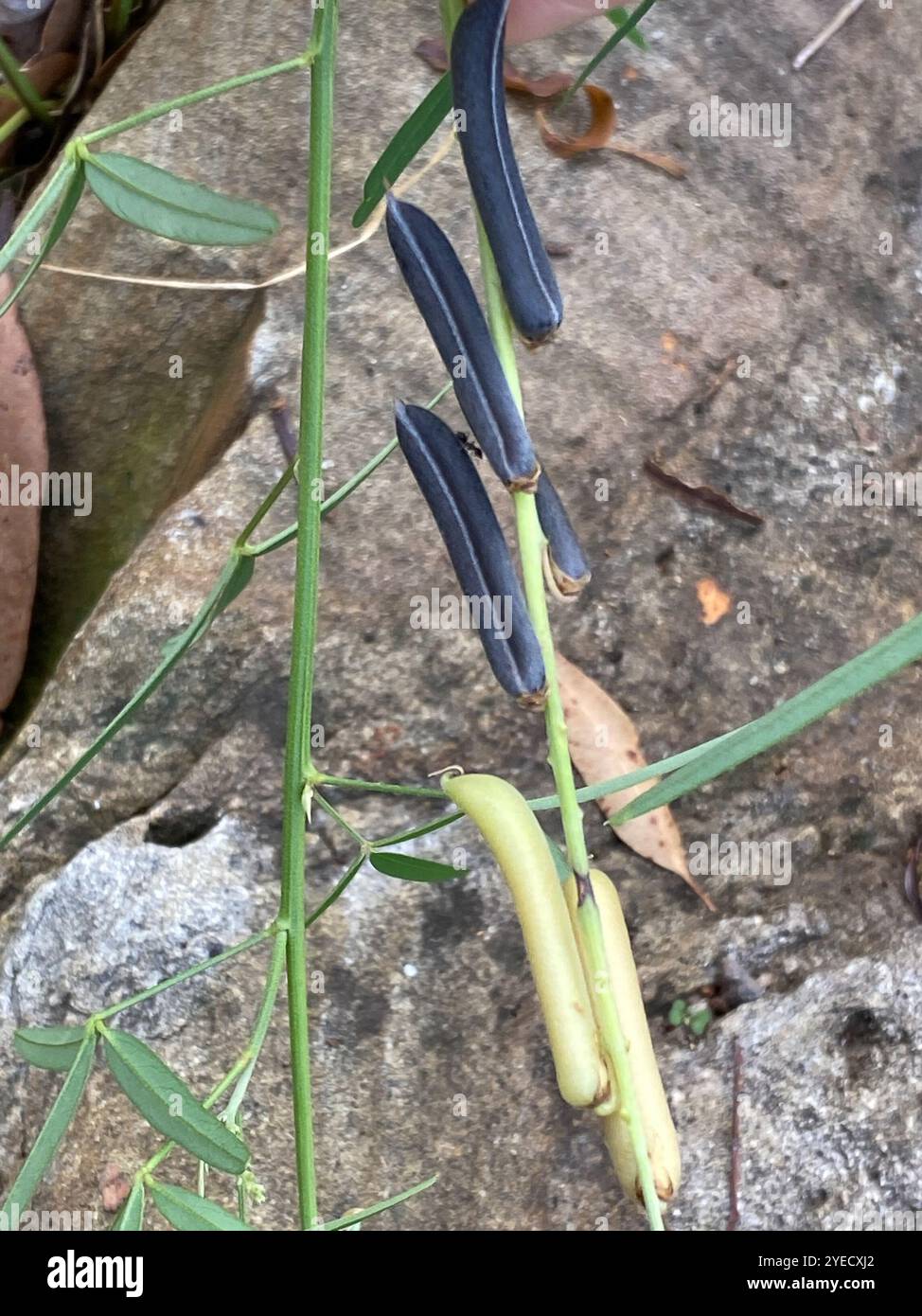 Lanceleaf Rattlepod (Crotalaria lanceolata lanceolata Stock Photo - Alamy