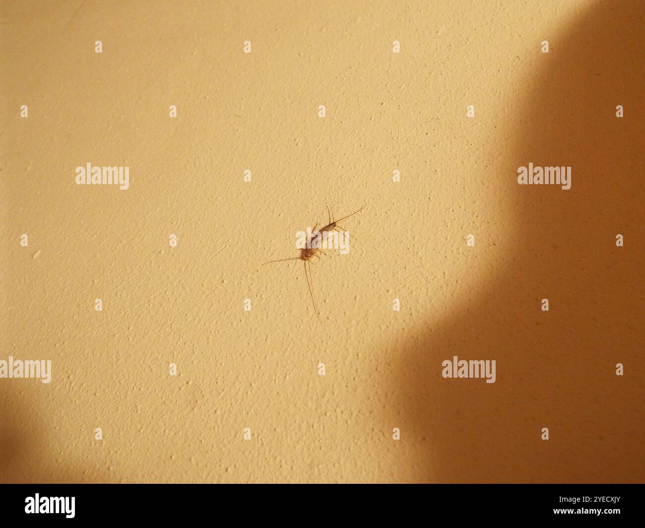 Long-tailed Silverfish (Ctenolepisma longicaudatum Stock Photo - Alamy