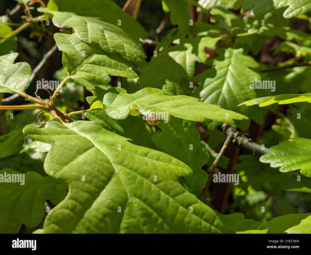 Common Spangle Gall Wasp (Neuroterus quercusbaccarum Stock Photo - Alamy