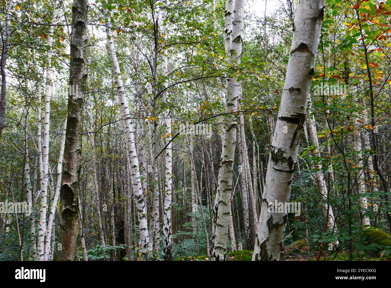 Forest birches hi-res stock photography and images - Alamy