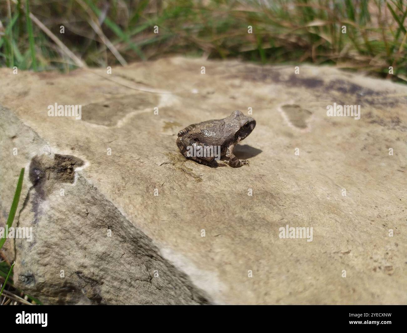 Natal sand frog hi-res stock photography and images - Alamy