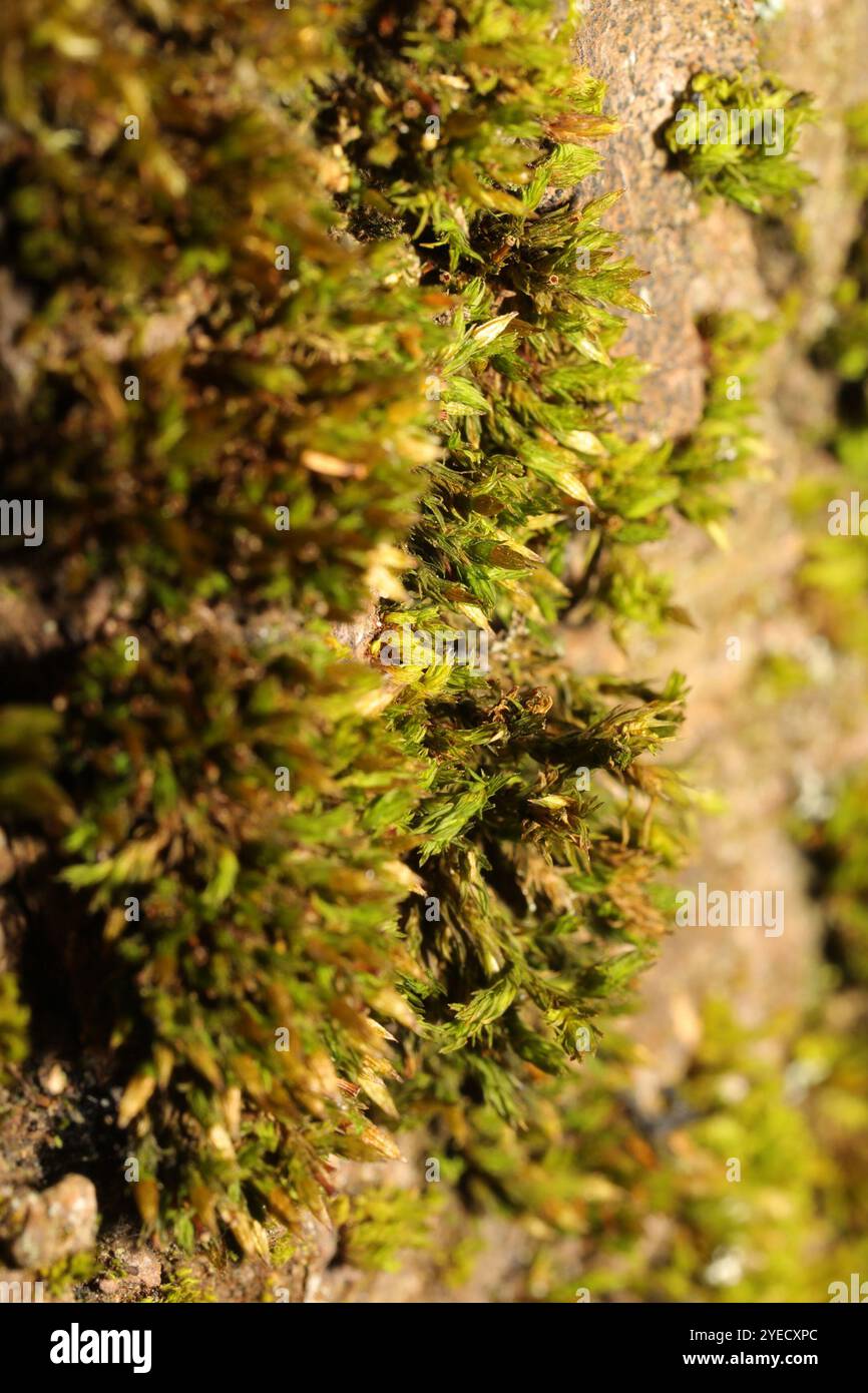 Wood Bristle-moss (Lewinskya affinis Stock Photo - Alamy
