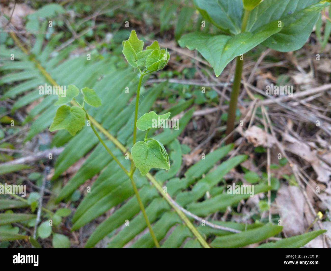 White Inside-out Flower (Vancouveria hexandra Stock Photo - Alamy