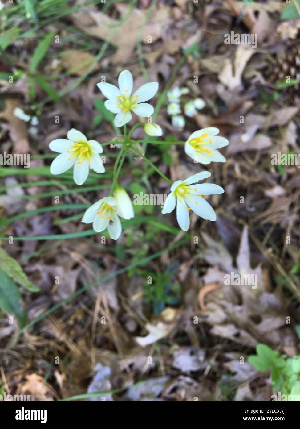 crowpoison (Nothoscordum bivalve Stock Photo - Alamy
