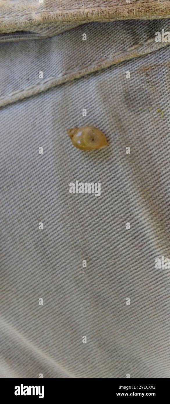 Acute Bladder Snail (Physella acuta Stock Photo - Alamy