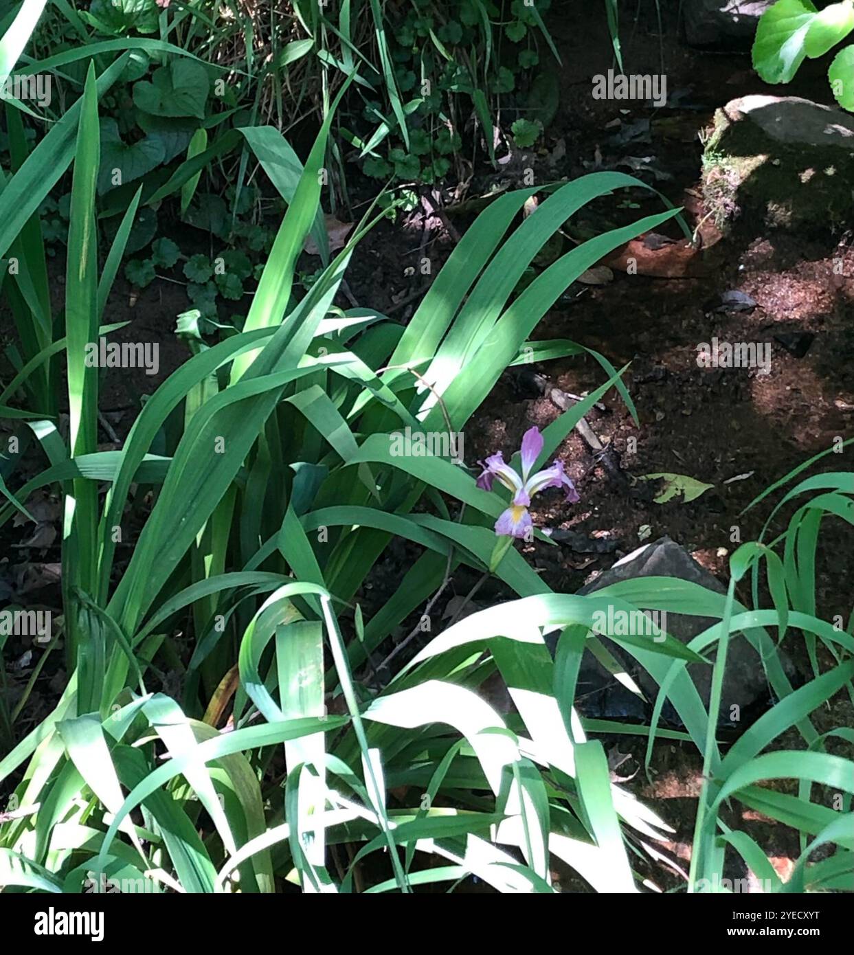 southern blue flag (Iris virginica Stock Photo - Alamy