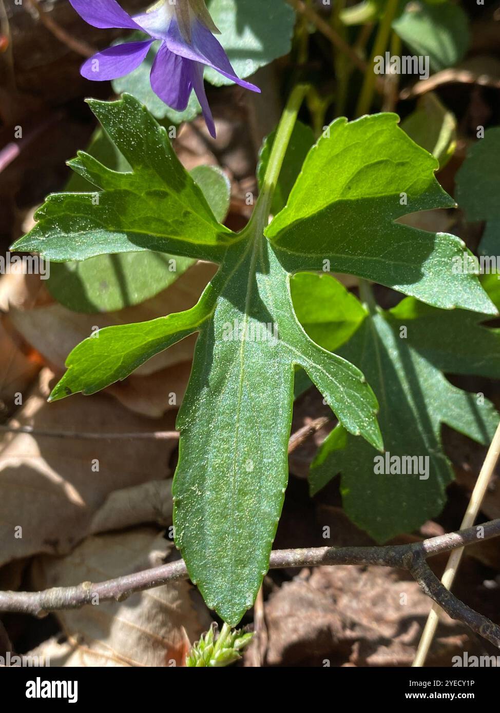 three-lobed violet (Viola palmata Stock Photo - Alamy