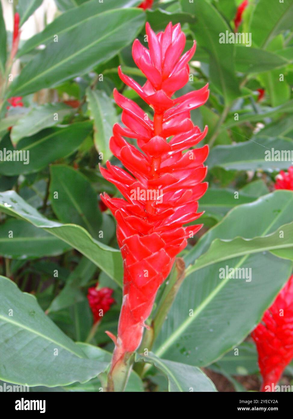 Red Ginger (Alpinia purpurata Stock Photo - Alamy