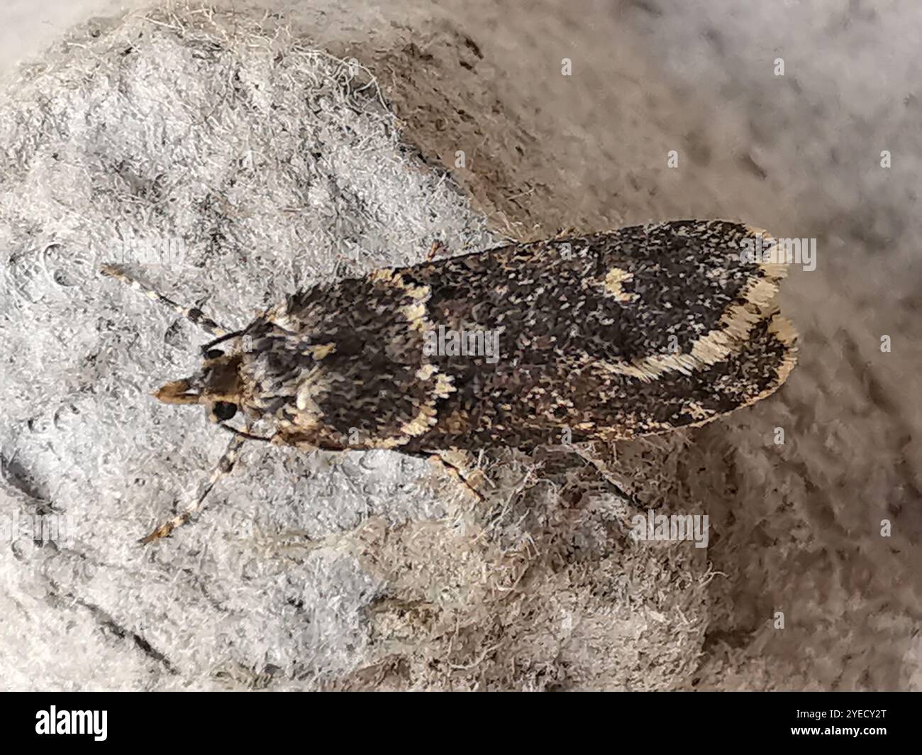 March tubic hi-res stock photography and images - Alamy