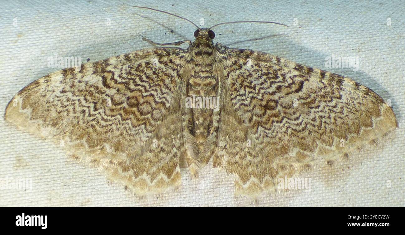 Scallop Shell Moths (Hydria undulata Stock Photo - Alamy