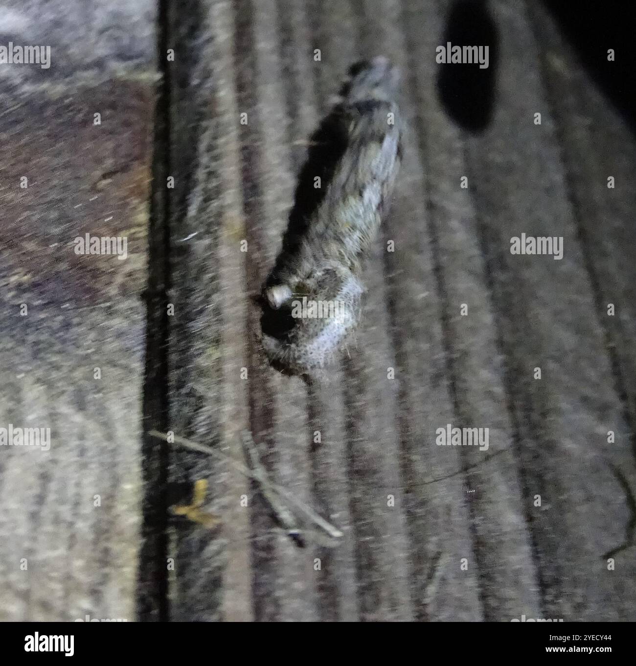 Live Oak Metria Moth (Metria amella Stock Photo - Alamy