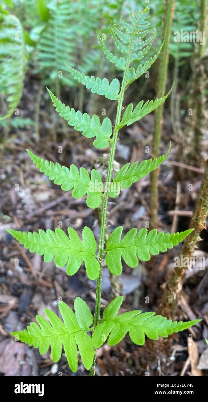 southern wood fern (Dryopteris ludoviciana Stock Photo - Alamy