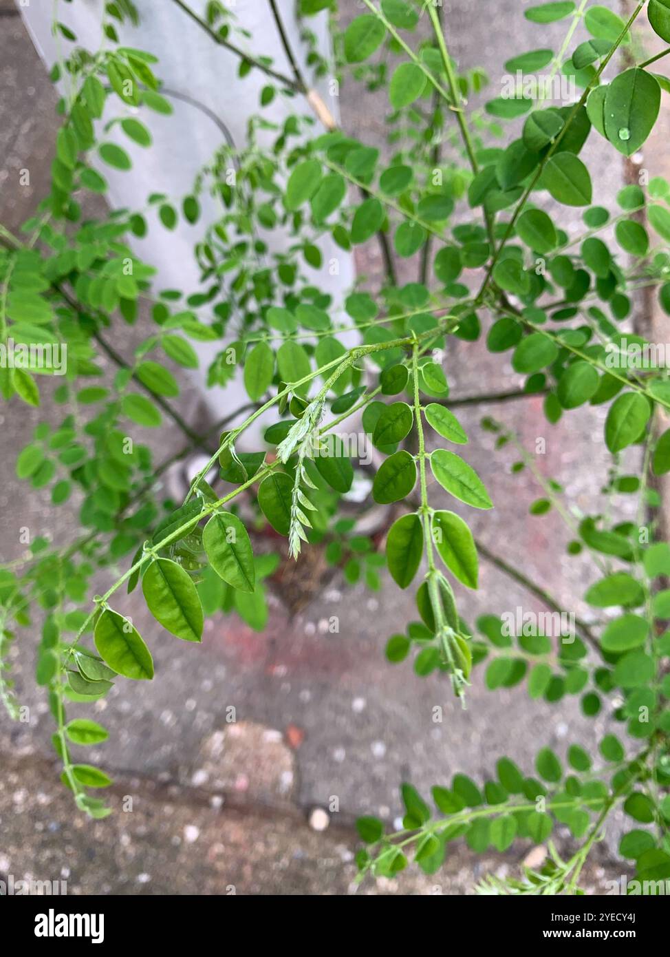 black locust (Robinia pseudoacacia Stock Photo - Alamy