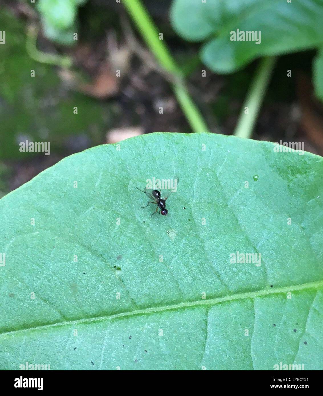 Black Scavenger Flies (Sepsidae Stock Photo - Alamy