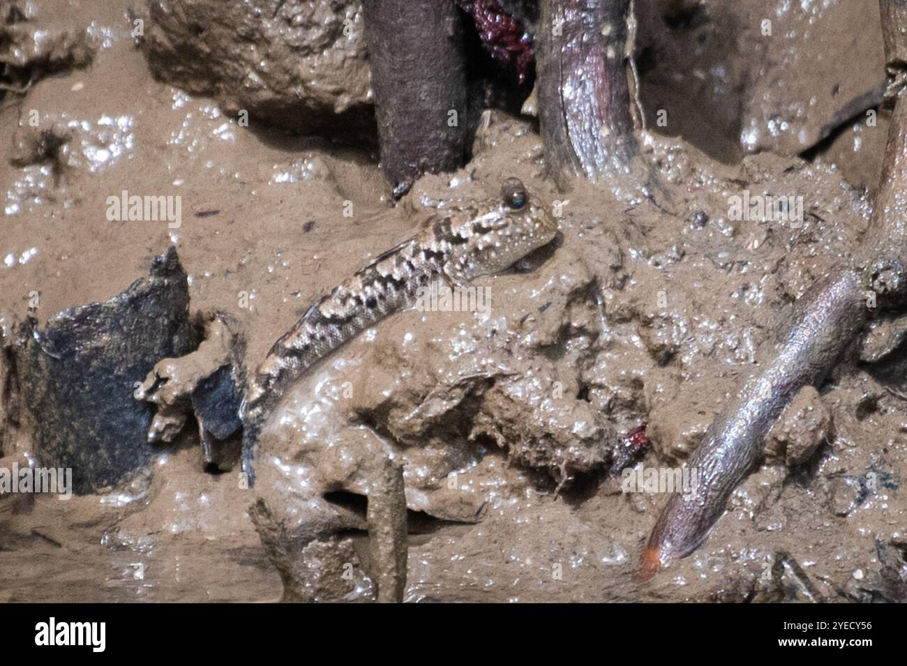 Barred Mudskipper (Periophthalmus argentilineatus Stock Photo - Alamy
