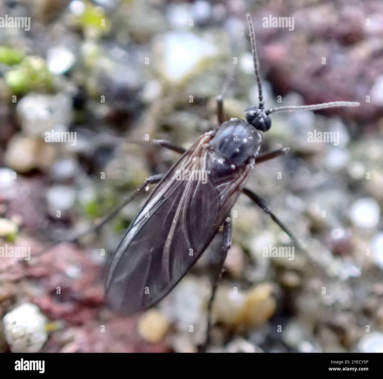 Dark-winged Fungus Gnats (Sciaridae Stock Photo - Alamy