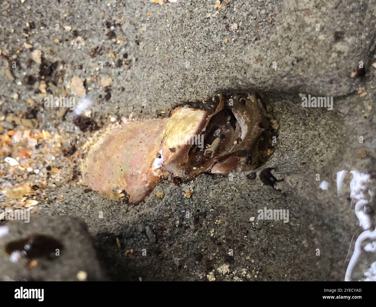 Flat-tip Piddock (Penitella penita Stock Photo - Alamy