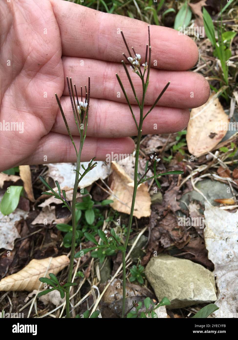 hairy bittercress (Cardamine hirsuta Stock Photo - Alamy