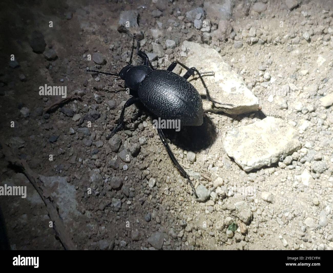 Desert Stink Beetles (Eleodes Stock Photo - Alamy