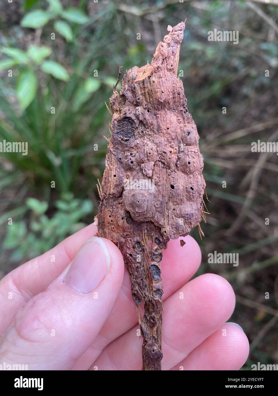 Tallowwood (Eucalyptus microcorys Stock Photo - Alamy