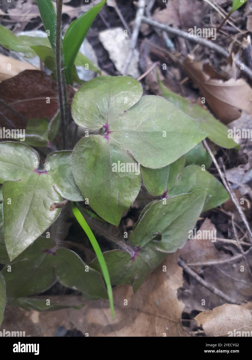 sharp-lobed hepatica (Hepatica acutiloba Stock Photo - Alamy