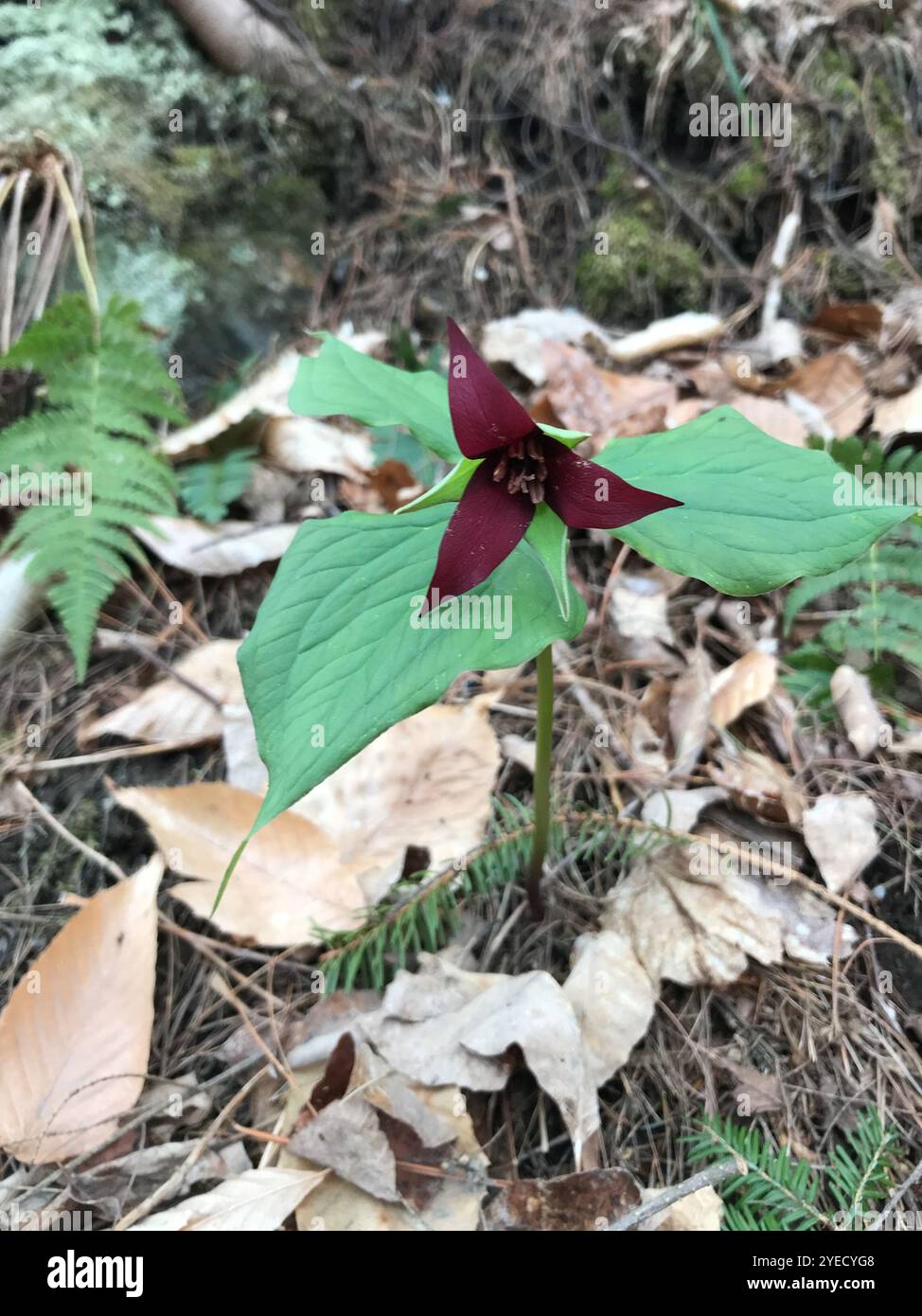 red trillium (Trillium erectum Stock Photo - Alamy