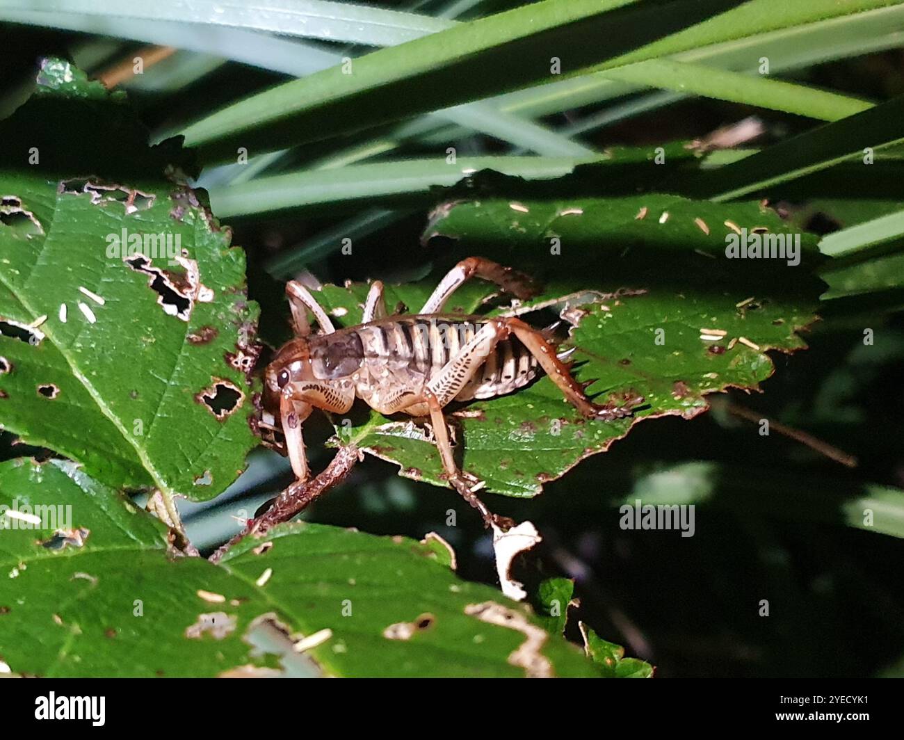 Tree weta hi-res stock photography and images - Alamy