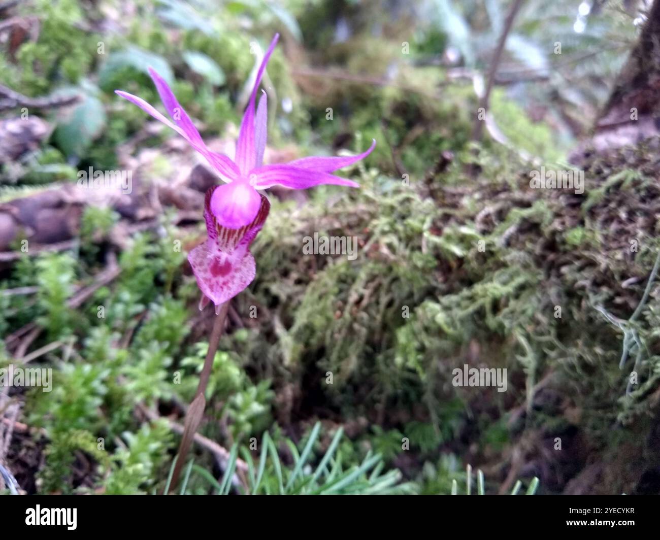 Western Fairy-slipper (Calypso bulbosa occidentalis Stock Photo - Alamy