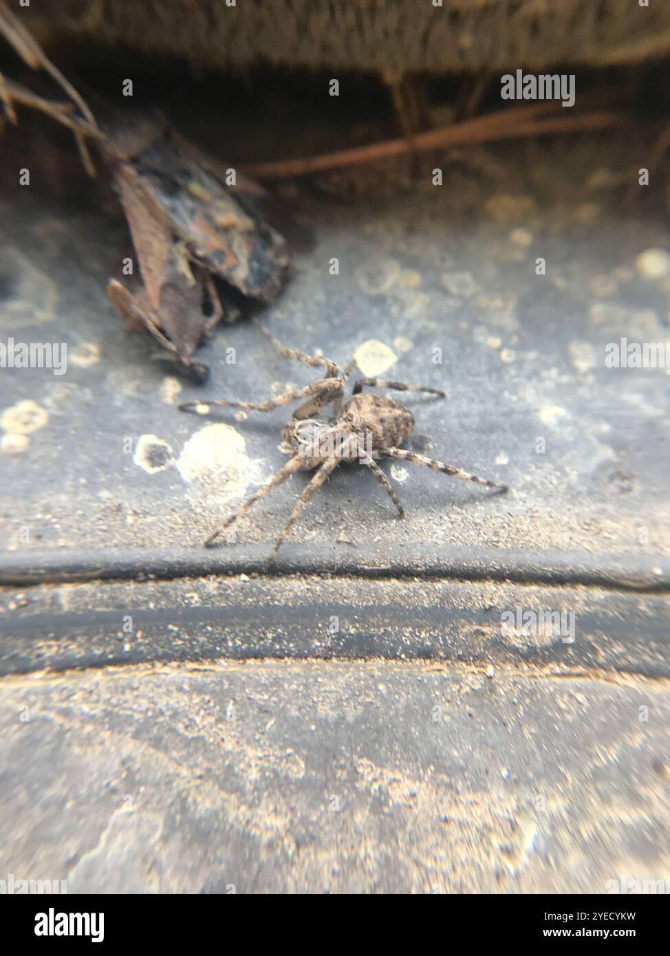 Grey Cross Spider (Larinioides sclopetarius Stock Photo - Alamy