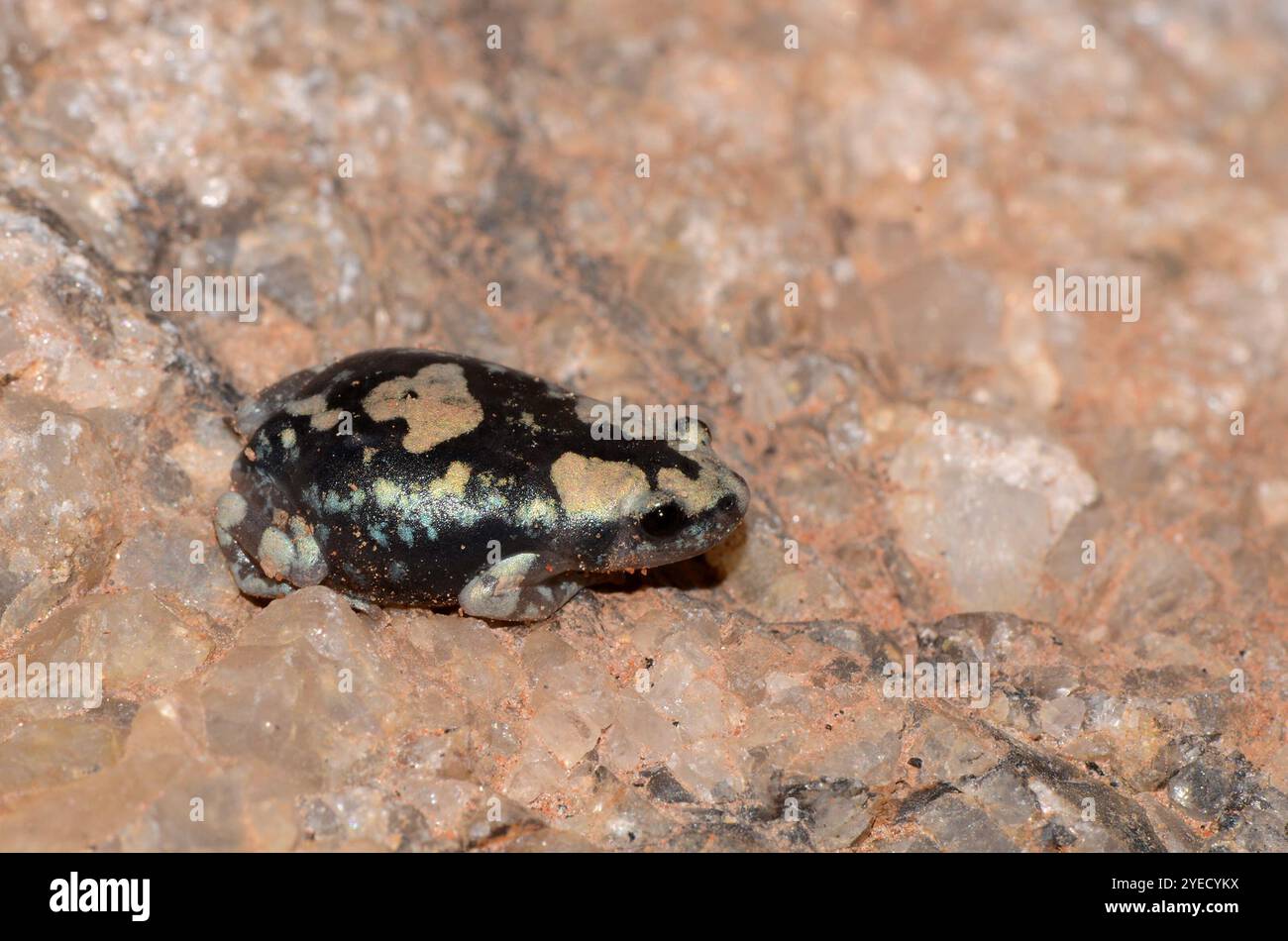 Marbled rubber frog (Phrynomantis annectens Stock Photo - Alamy