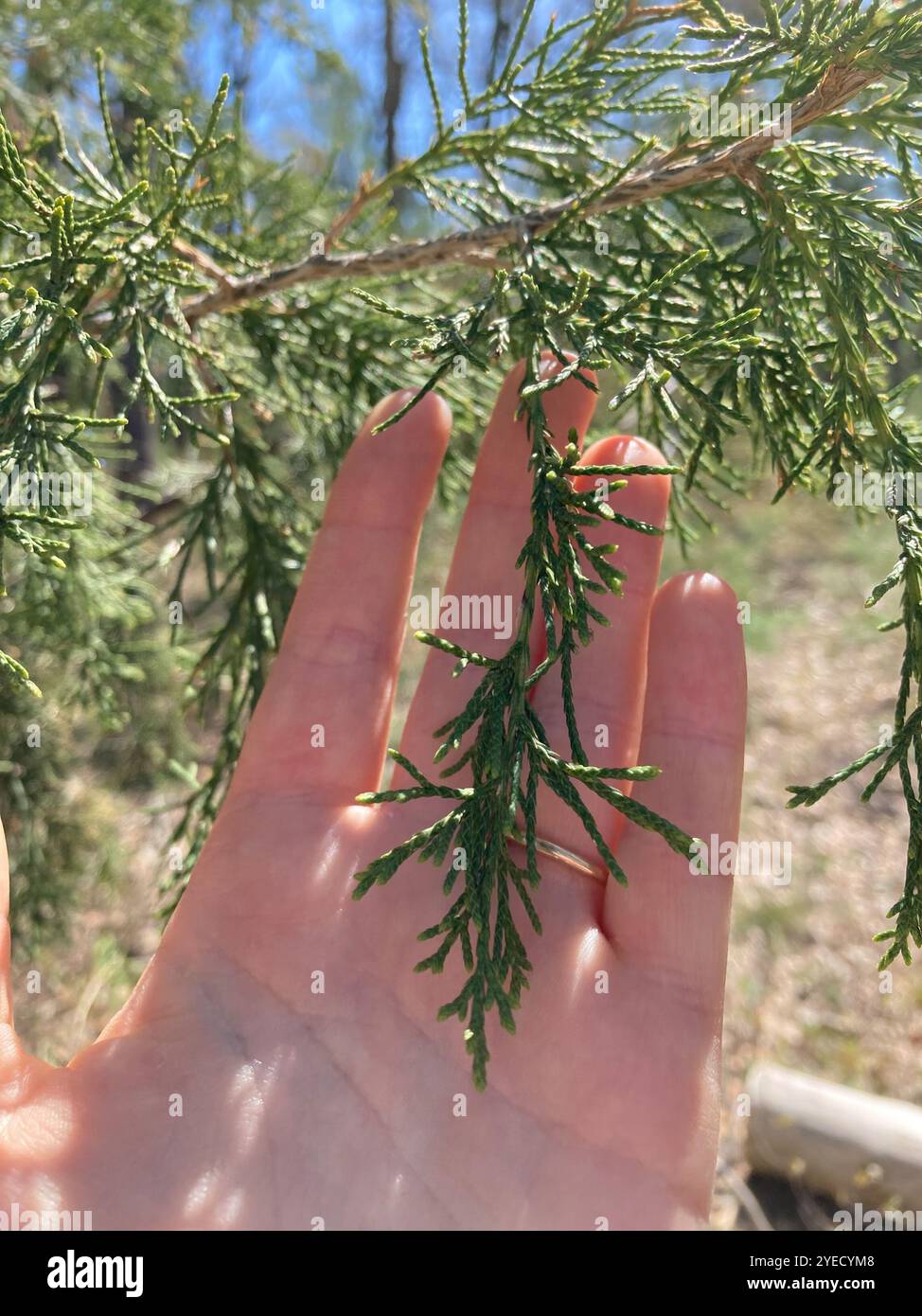 eastern redcedar (Juniperus virginiana Stock Photo - Alamy
