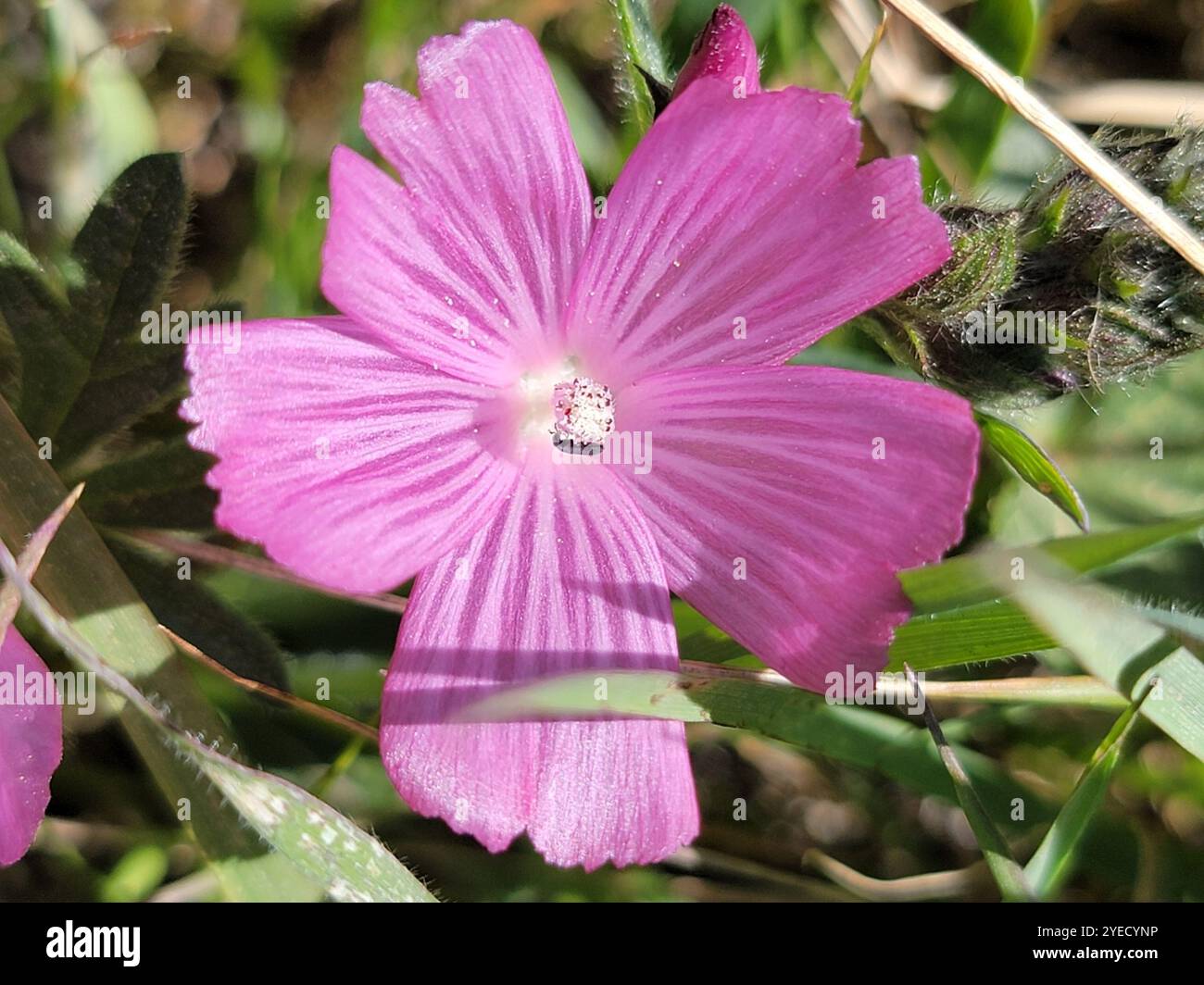 checkerbloom (Sidalcea malviflora Stock Photo - Alamy