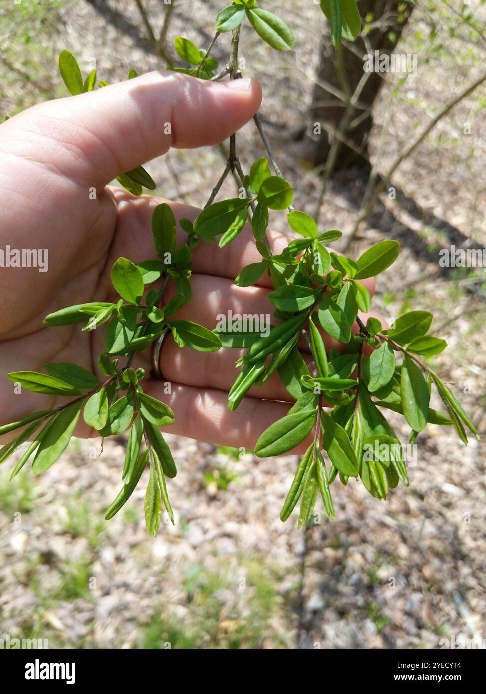 border privet (Ligustrum obtusifolium Stock Photo - Alamy