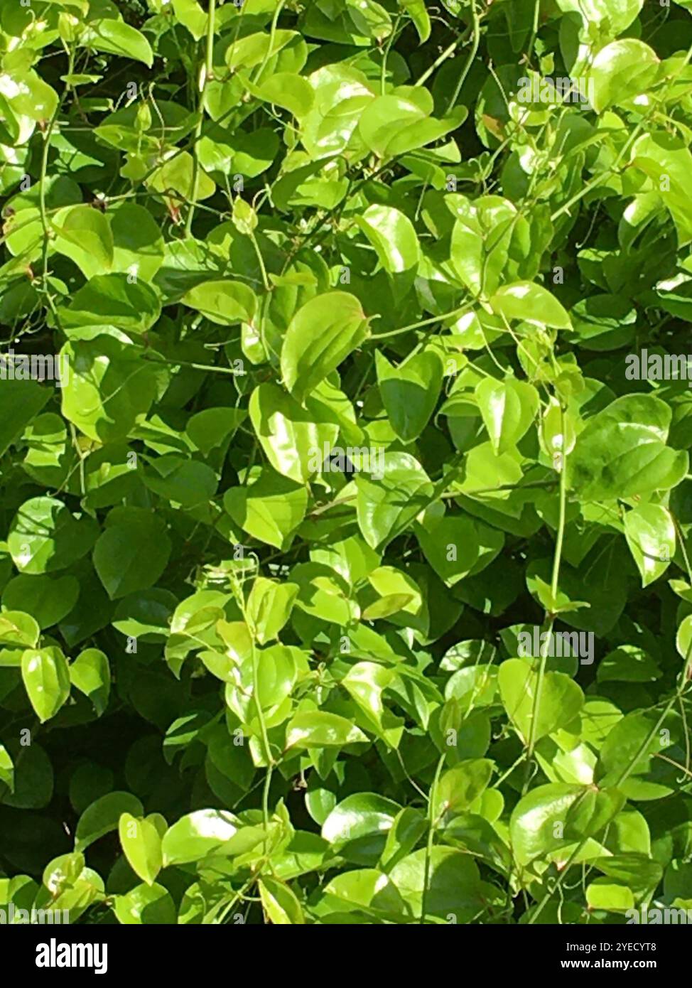 Smilax rotundifolia hi-res stock photography and images - Alamy
