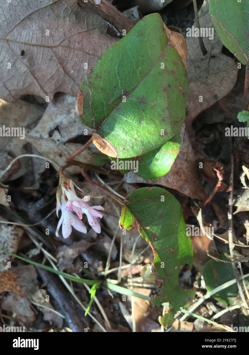 trailing arbutus (Epigaea repens Stock Photo - Alamy