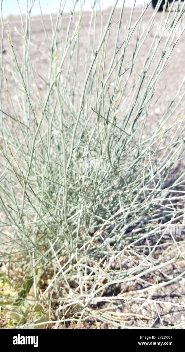 Spanish Broom (Spartium junceum Stock Photo - Alamy