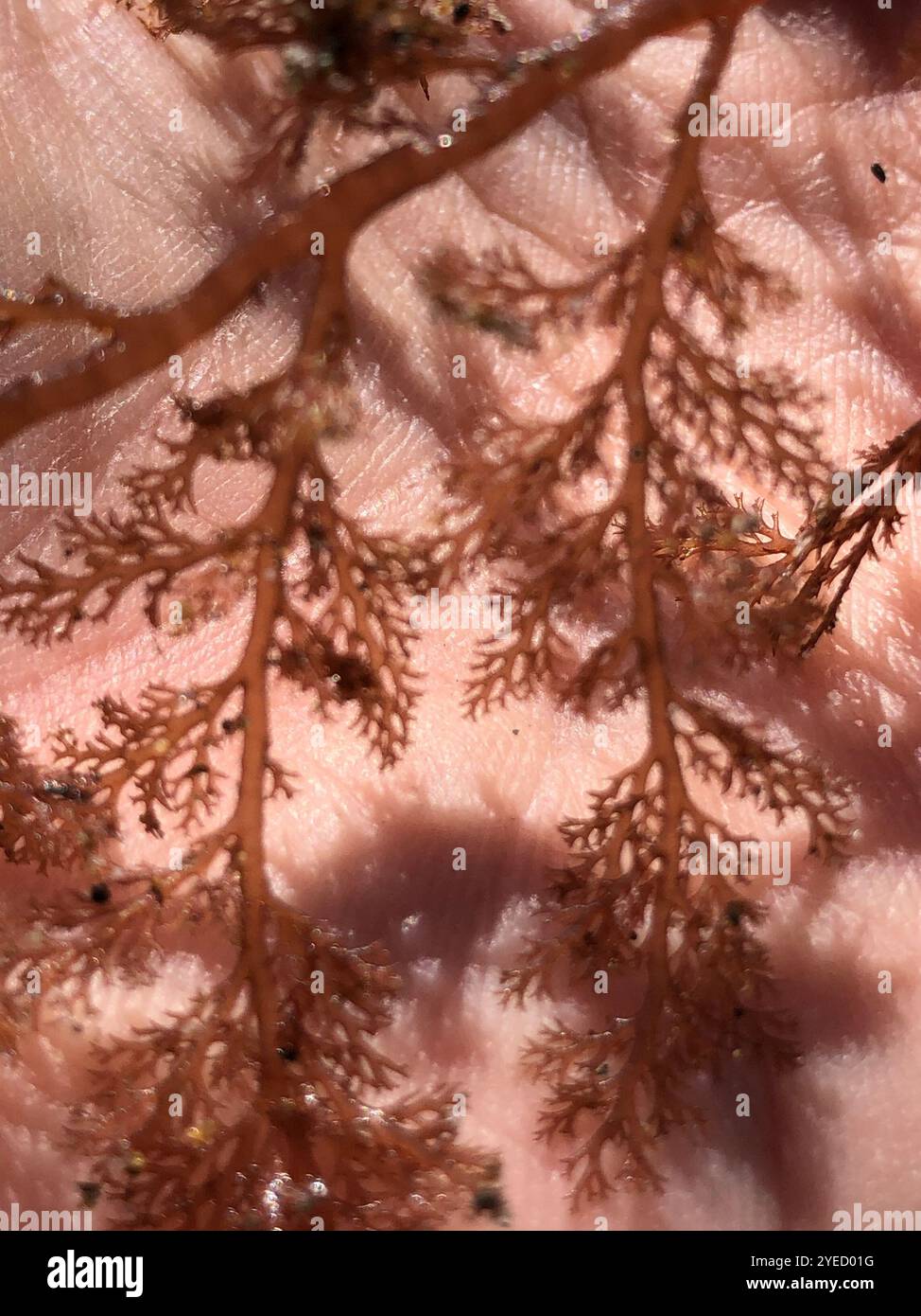 Delicate Sea Lace (Ceramothamnion coulteri Stock Photo - Alamy