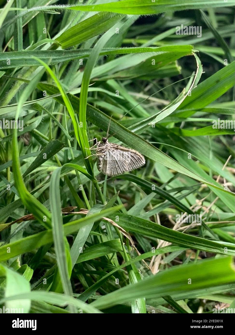 Geometer Moths (Geometridae Stock Photo - Alamy