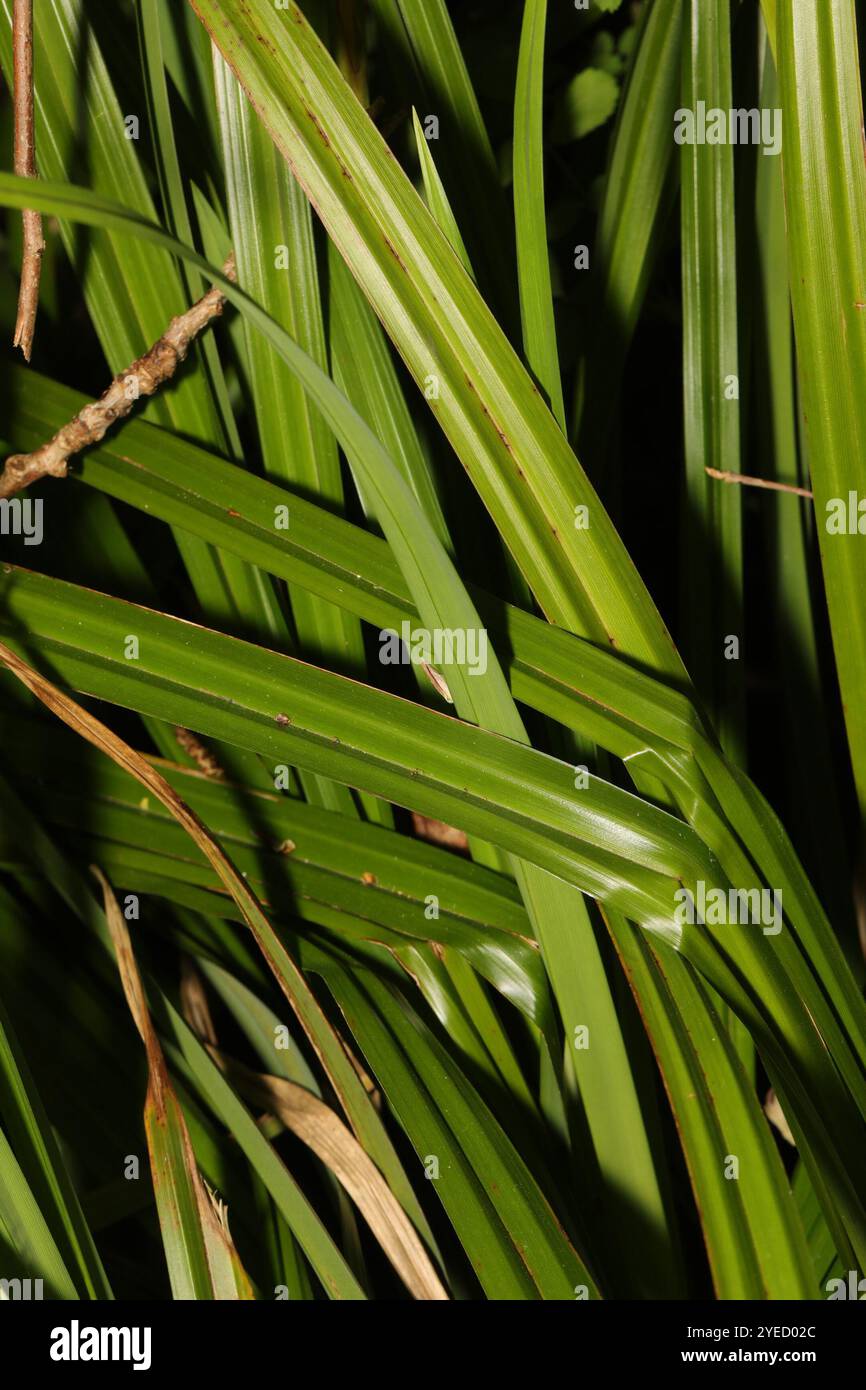 Hanging sedge (Carex pendula Stock Photo - Alamy