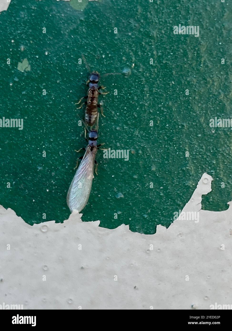 Eastern Subterranean Termite (Reticulitermes flavipes Stock Photo - Alamy