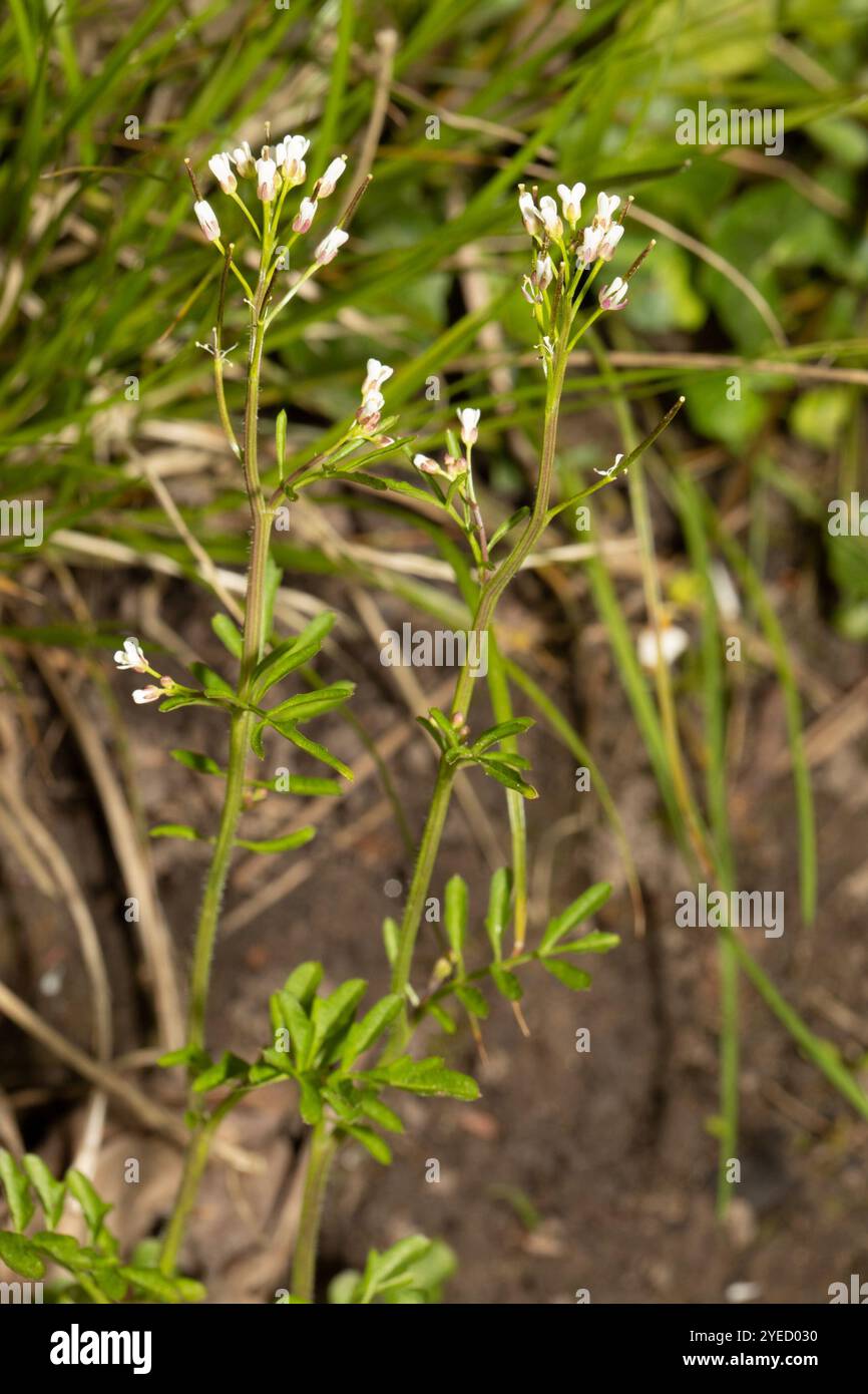 wavy bittercress (Cardamine flexuosa Stock Photo - Alamy