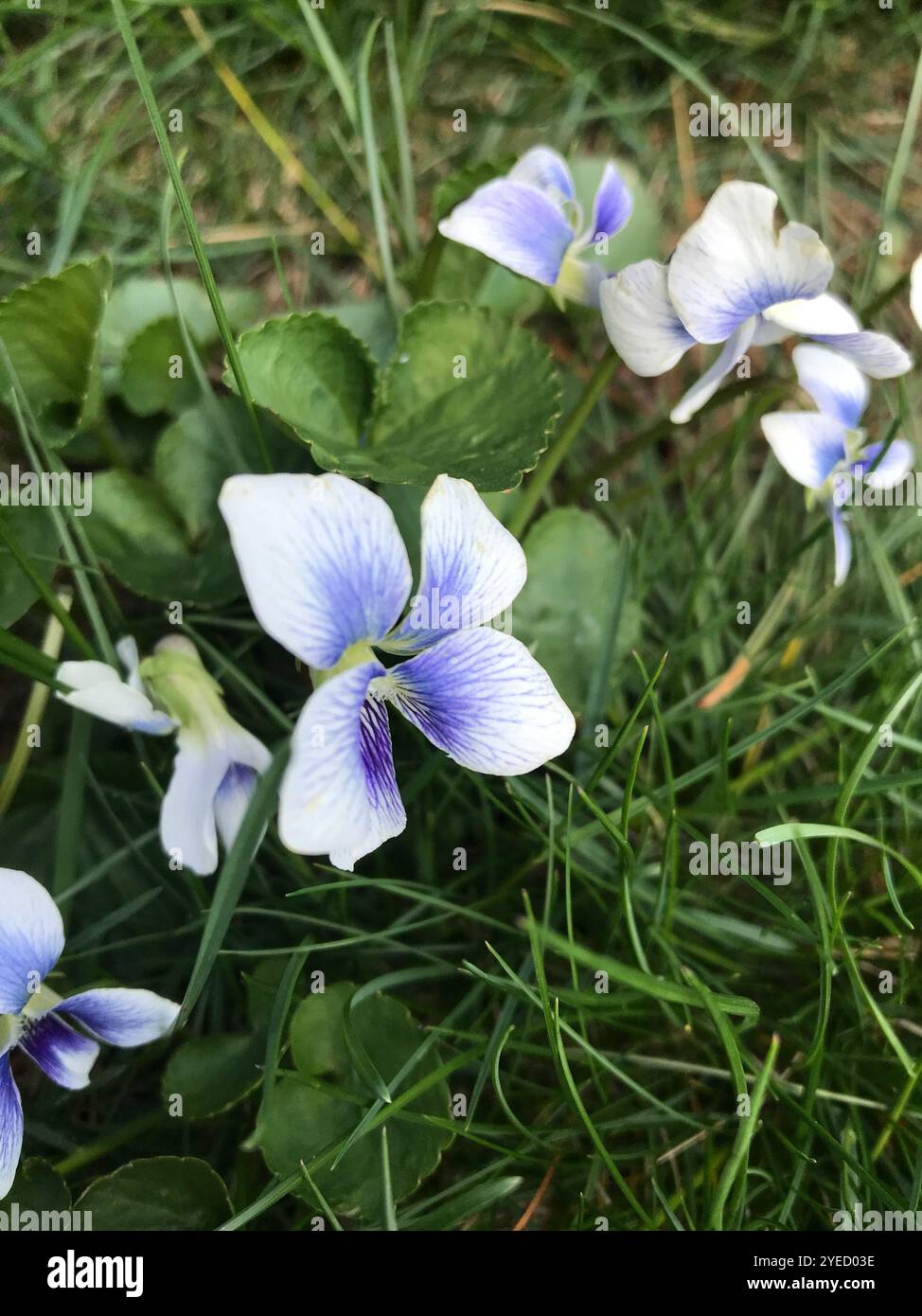 Confederate violet (Viola sororia priceana Stock Photo - Alamy