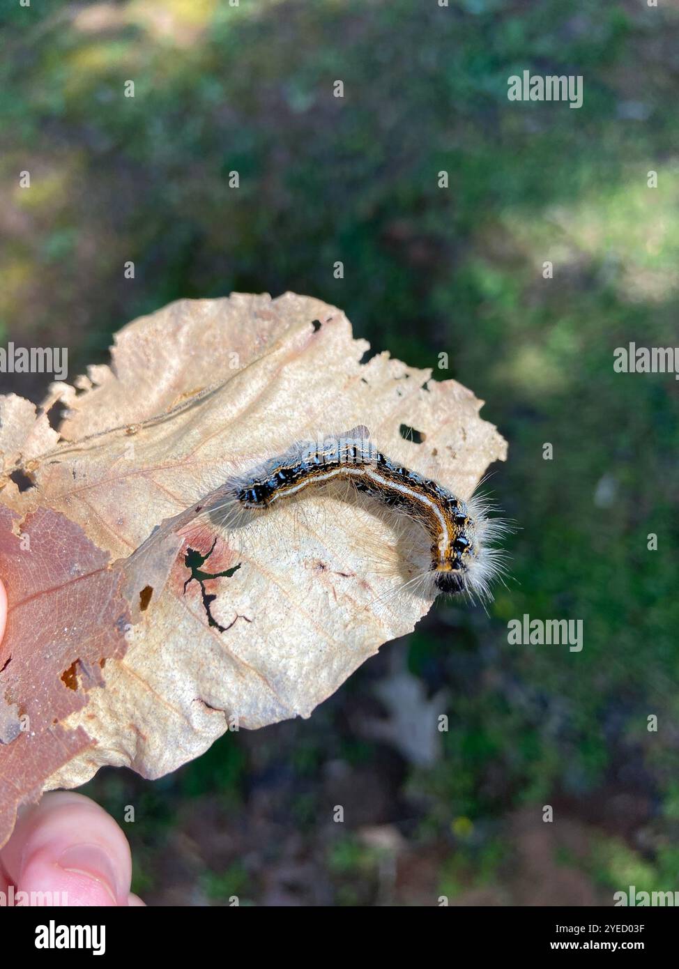 Eastern Tent Caterpillar Moth (Malacosoma americana Stock Photo - Alamy