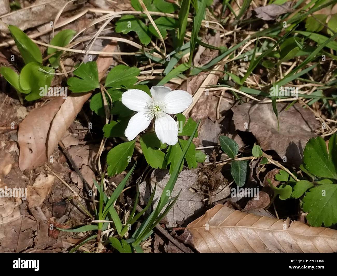wood anemone (Anemonoides quinquefolia Stock Photo - Alamy