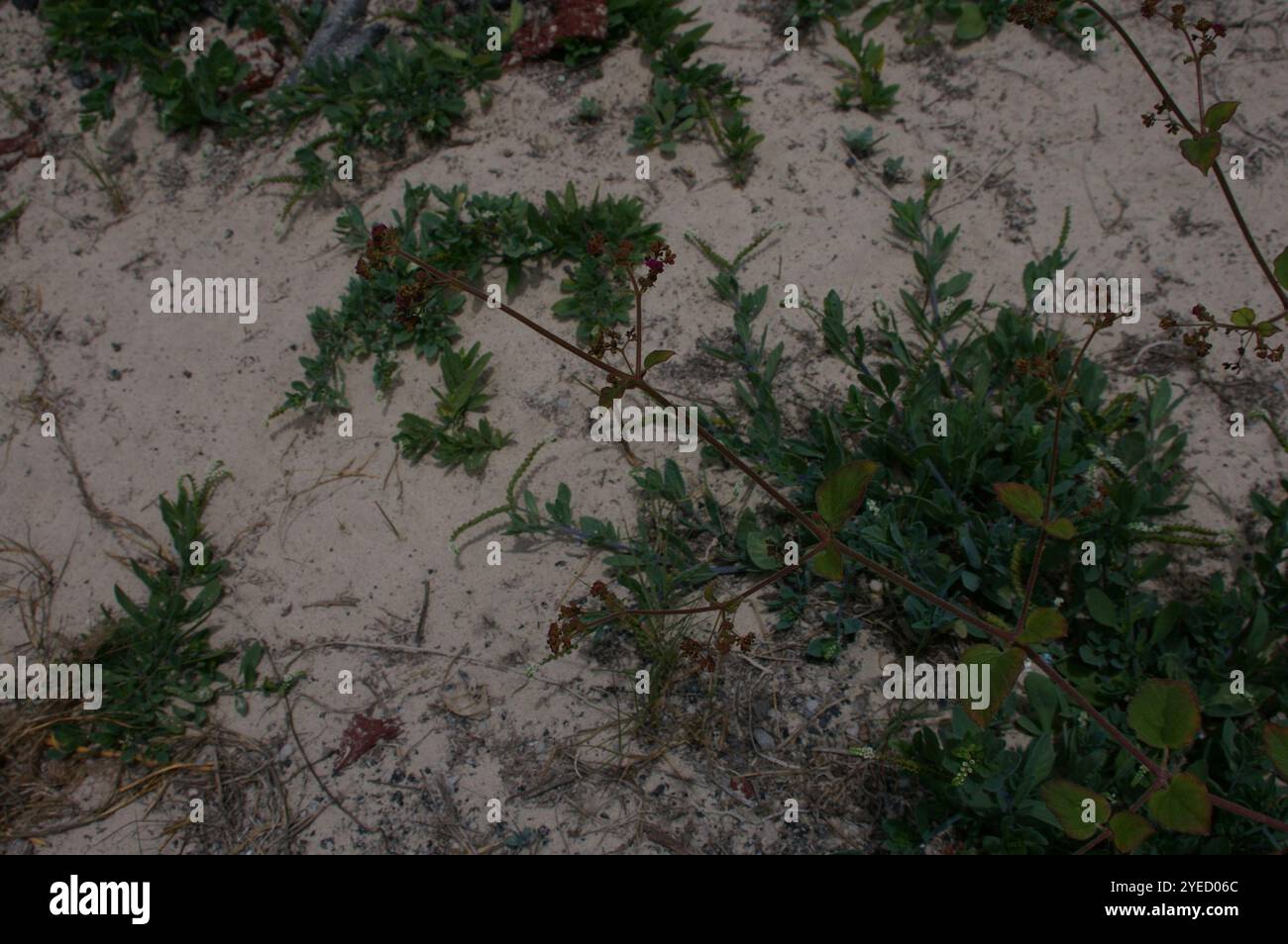 scarlet spiderling (Boerhavia coccinea Stock Photo - Alamy