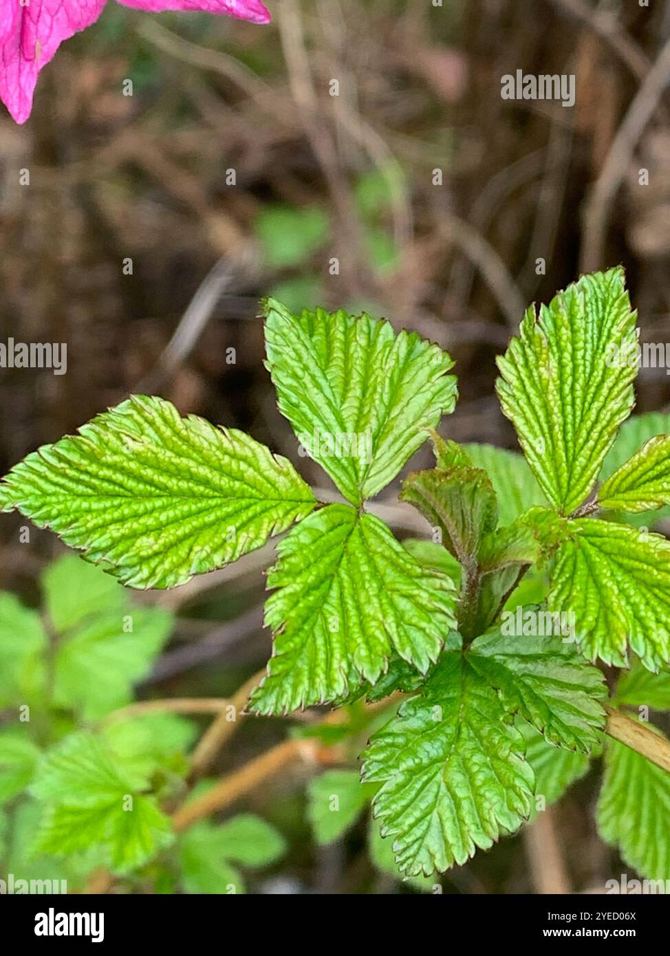 Salmonberry (Rubus spectabilis Stock Photo - Alamy