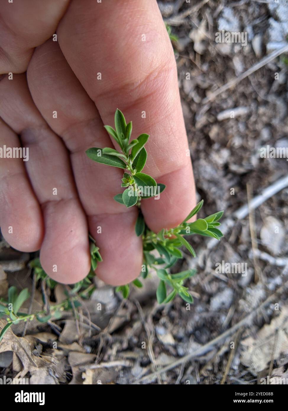 Smartweed Leafflower (Phyllanthus polygonoides Stock Photo - Alamy