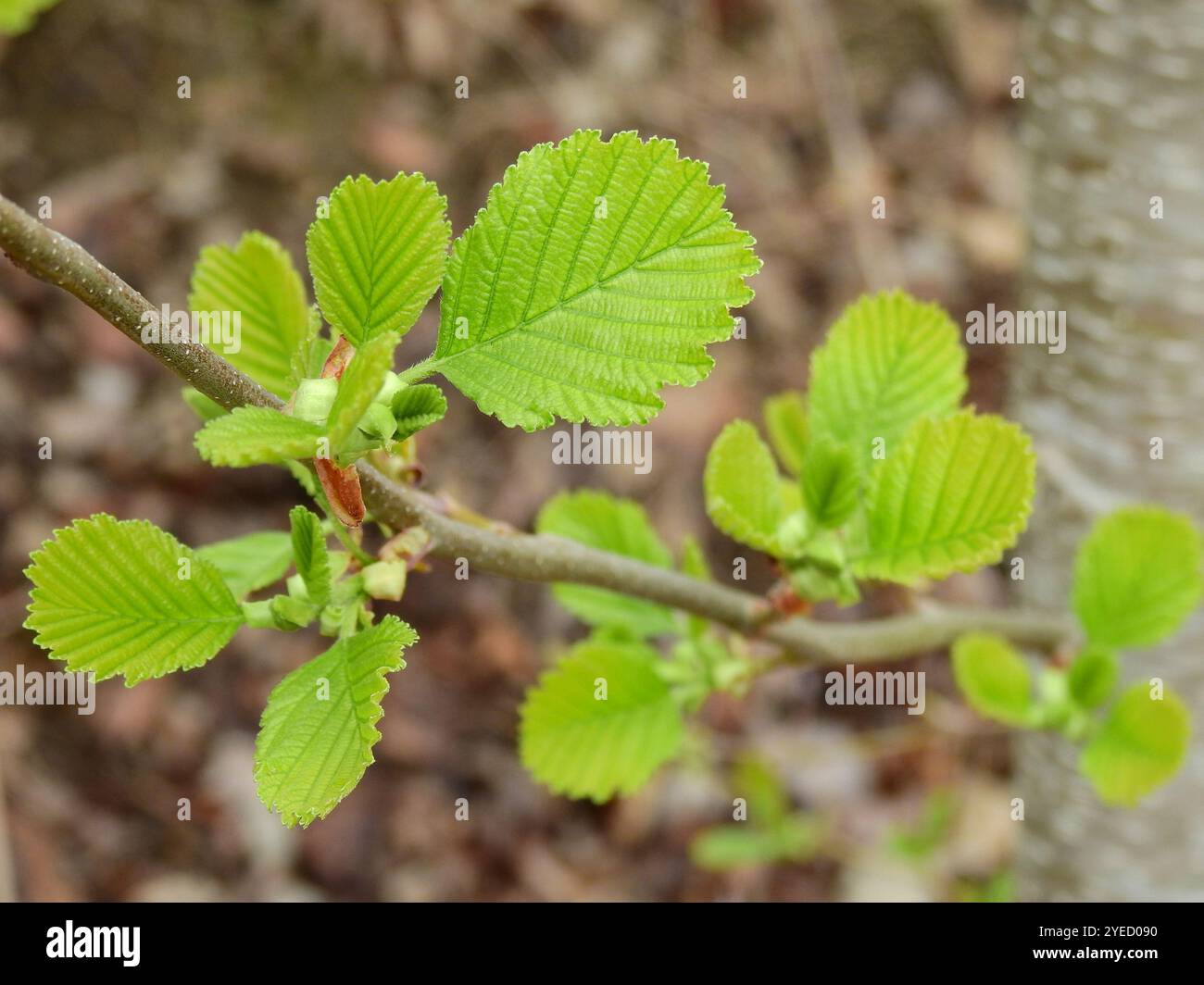common alder (Alnus glutinosa Stock Photo - Alamy