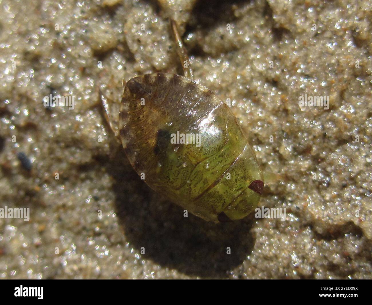 Saucer bug ilyocoris cimicoides hi-res stock photography and images - Alamy